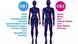 What Is CBD Oil? What Does Cannabidiol Stand For? - CFAH