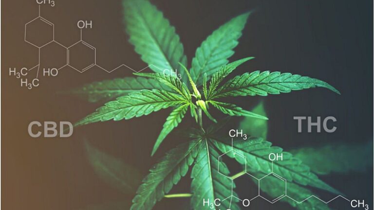 Cbd Oil With Thc How They Work Together Benefits And Its Effects