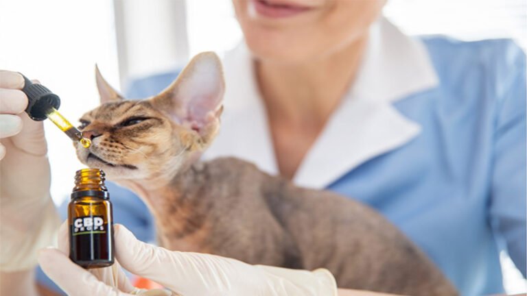 Hemp Oil for Cats: Benefits & Uses - CFAH