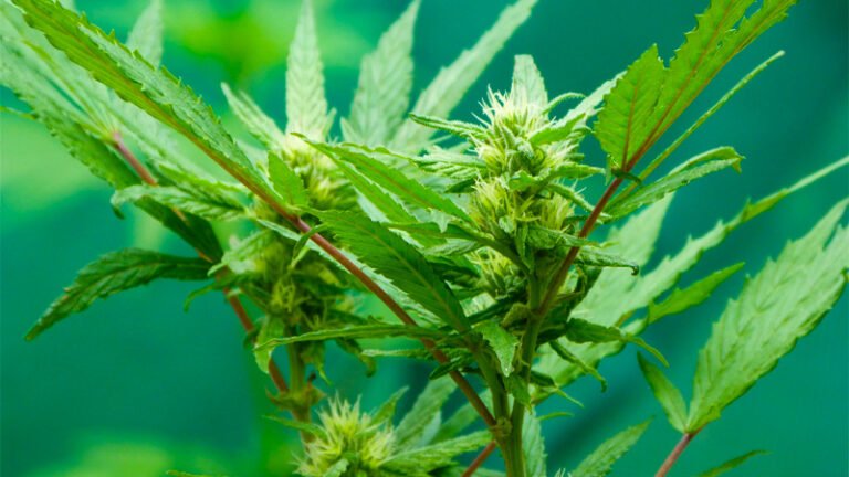 What is CBN? Benefits, Effects and Uses - CFAH