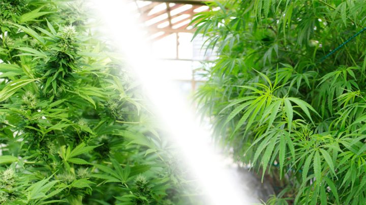 Where Does CBD Come From? - CFAH
