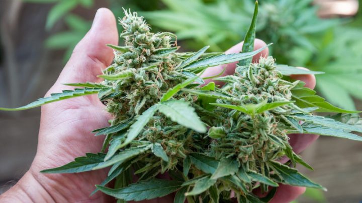 Where Does CBD Come From? - CFAH