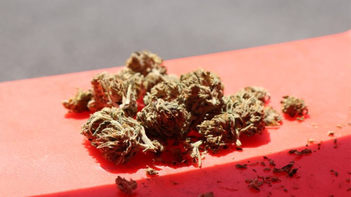 Is Marijuana Legal in Alaska? (2023 Update)